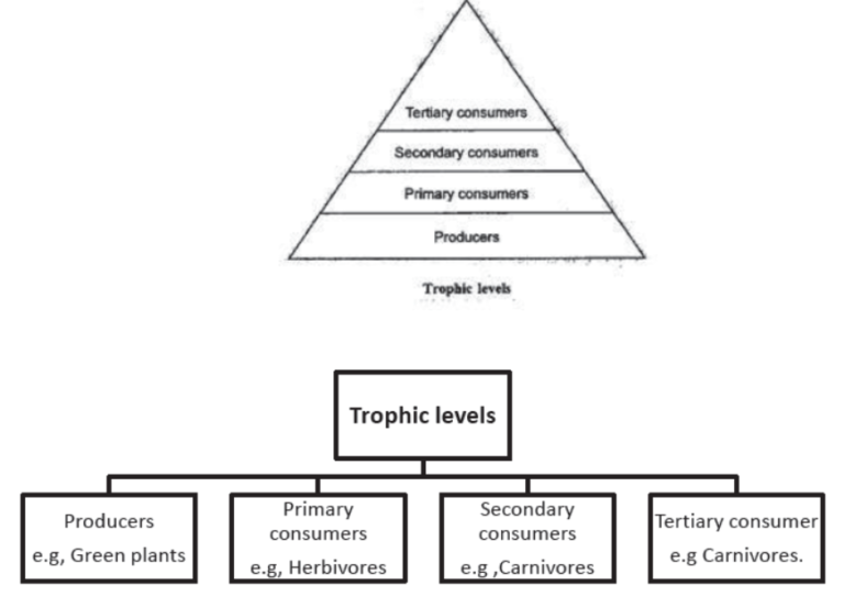 Chapter 15 Our Environment Class 10 Science Notes