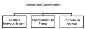 Chapter 7 Control and Coordination Class 10 Science Notes
