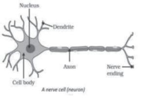 Chapter 7 Control and Coordination Class 10 Science Notes
