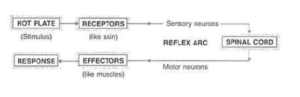 Chapter 7 Control and Coordination Class 10 Science Notes