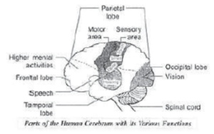 Chapter 7 Control and Coordination Class 10 Science Notes