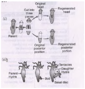 Exam Question for Class 10 Science Chapter 8 How do the Organisms Reproduce